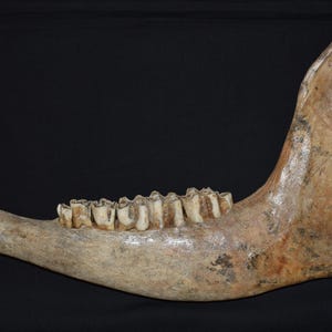 Great Old Bison Jaw With Five Intact Teeth - Etsy