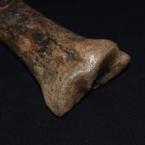 Bargain Small Cool Old Bison/ Bovid Carpal Bone - Etsy