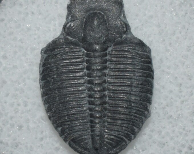 Elrathia Kingi Trilobite Fossil in Gem Jar - Utah Wheeler Shale - Etsy