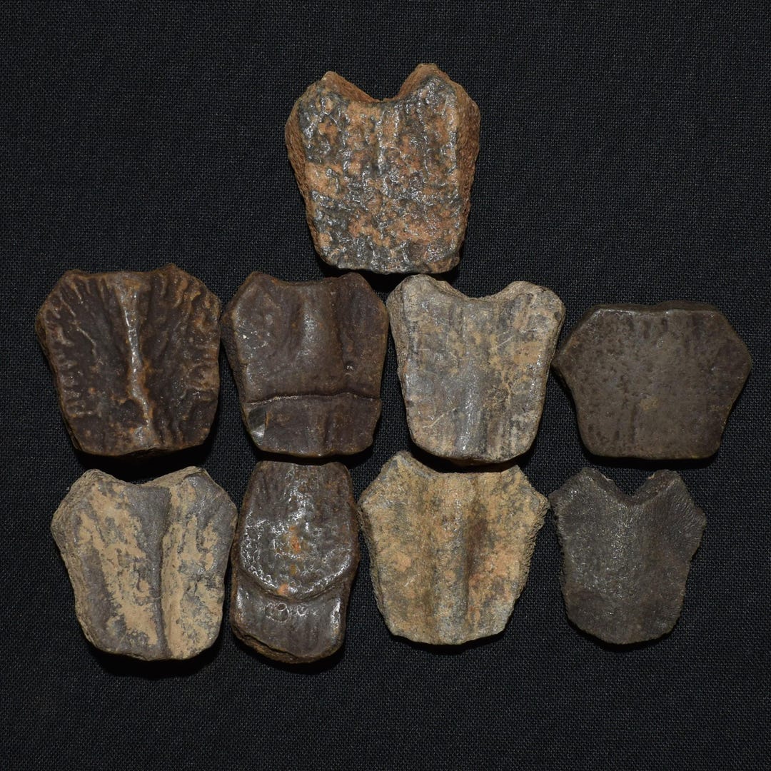 Set of Nine Fossilized Turtle Shell Elements (top Shell Pieces) Miocene ...