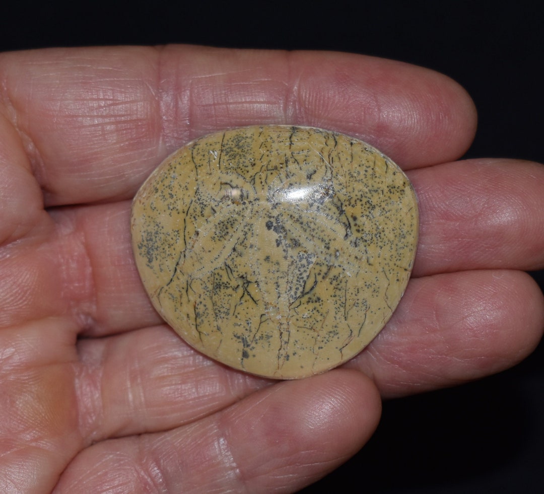 Cool and Unique Fossilized California Sand Dollar Pliocene roughly 4.5 ...