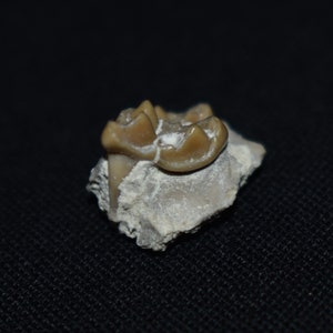 Exceptional and Rare Small Canid Teeth Hesperocyon Gregarius Oligocene ...
