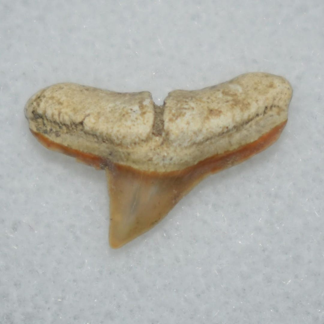 Great Rare Fossilized Hammerhead Shark Tooth - Etsy
