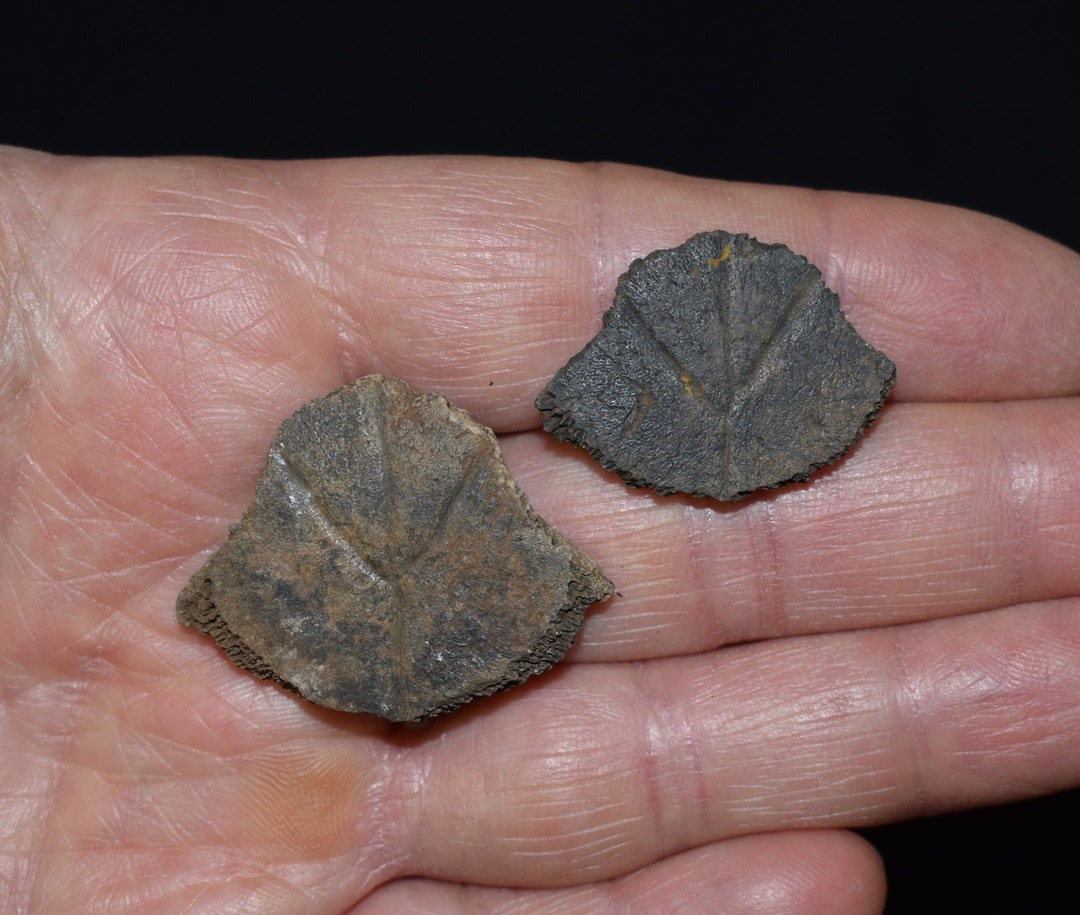 Great Pair of Small Fossilized Turtle Entoplastron Shell Pieces ...