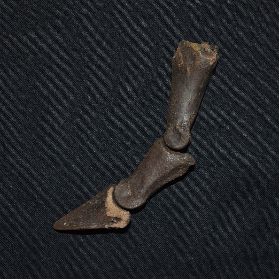 Cool Fossilized Deer Phalanges and Hoof Core Pleistocene 10,000 1.8 ...