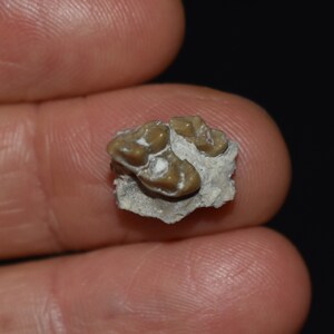 Exceptional and Rare Small Canid Teeth Hesperocyon Gregarius Oligocene ...