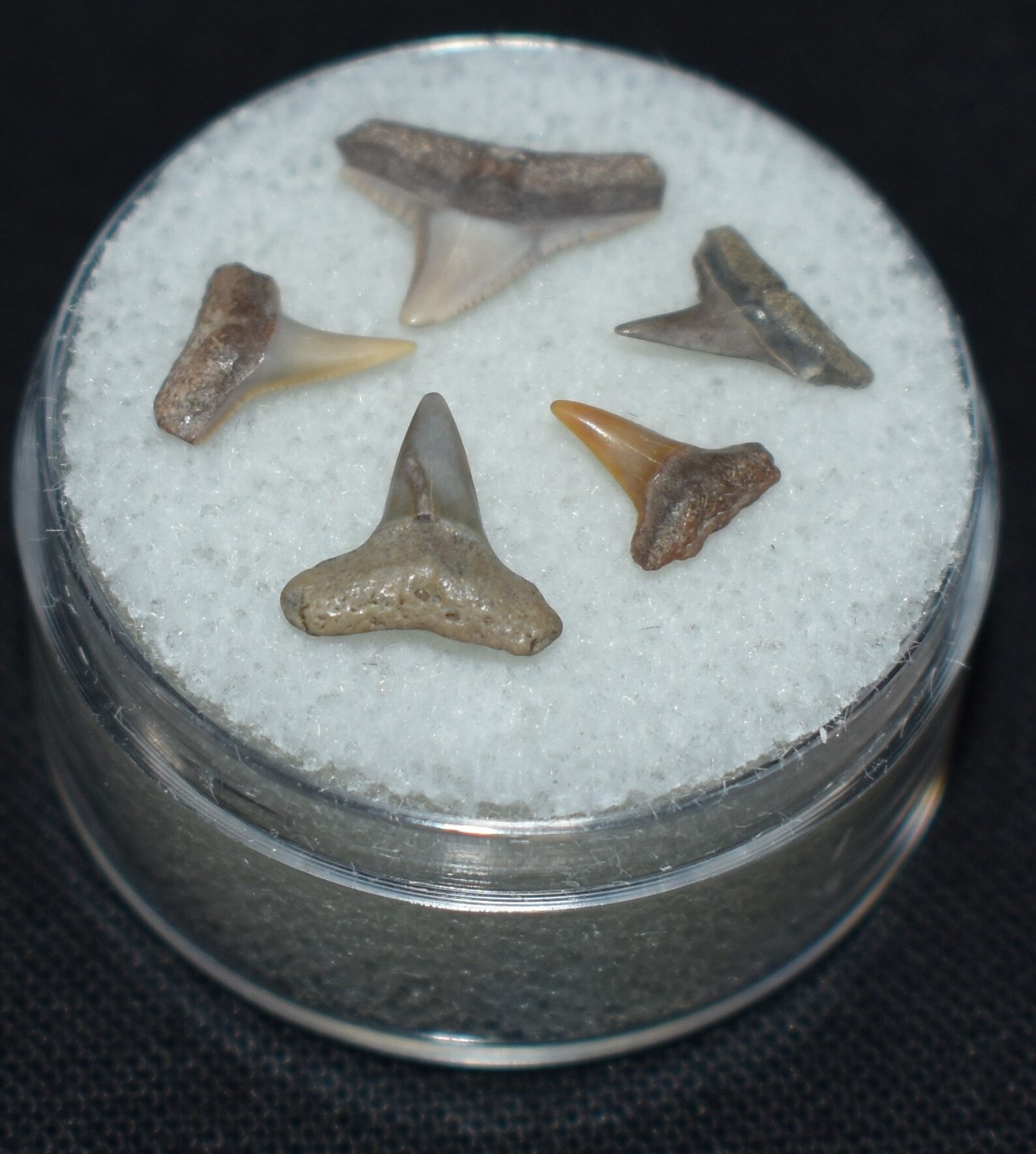 Five Beautiful Mini Bone Valley Fossilized Shark Teeth in a - Etsy