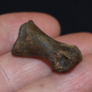 Great Alligator Fossil Toe Bone Pleistocene 10,000 1.8 Million Years - Etsy