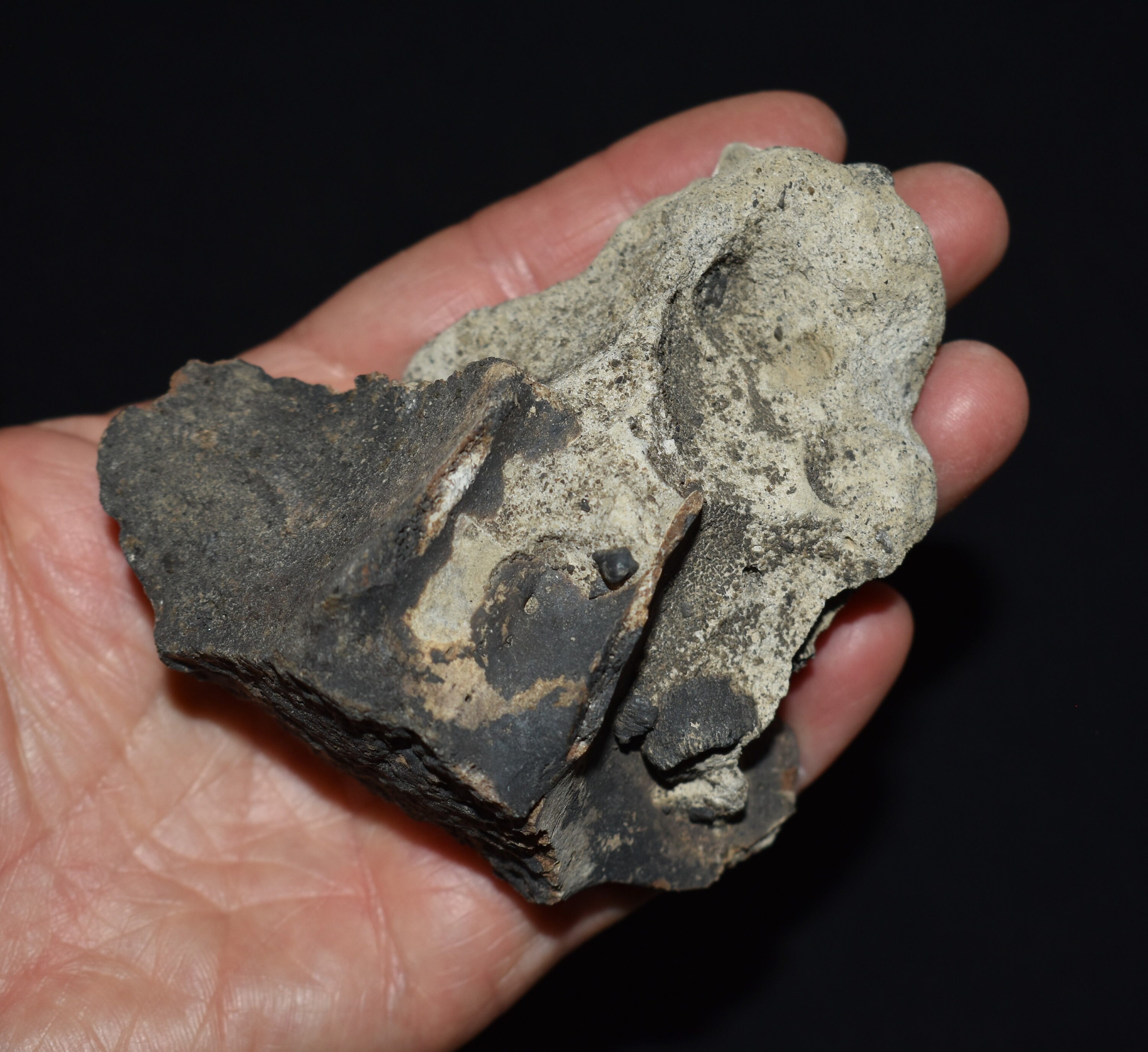 Pleistocene Fossil Vertebra With Matrix - Central Florida Origin - Etsy
