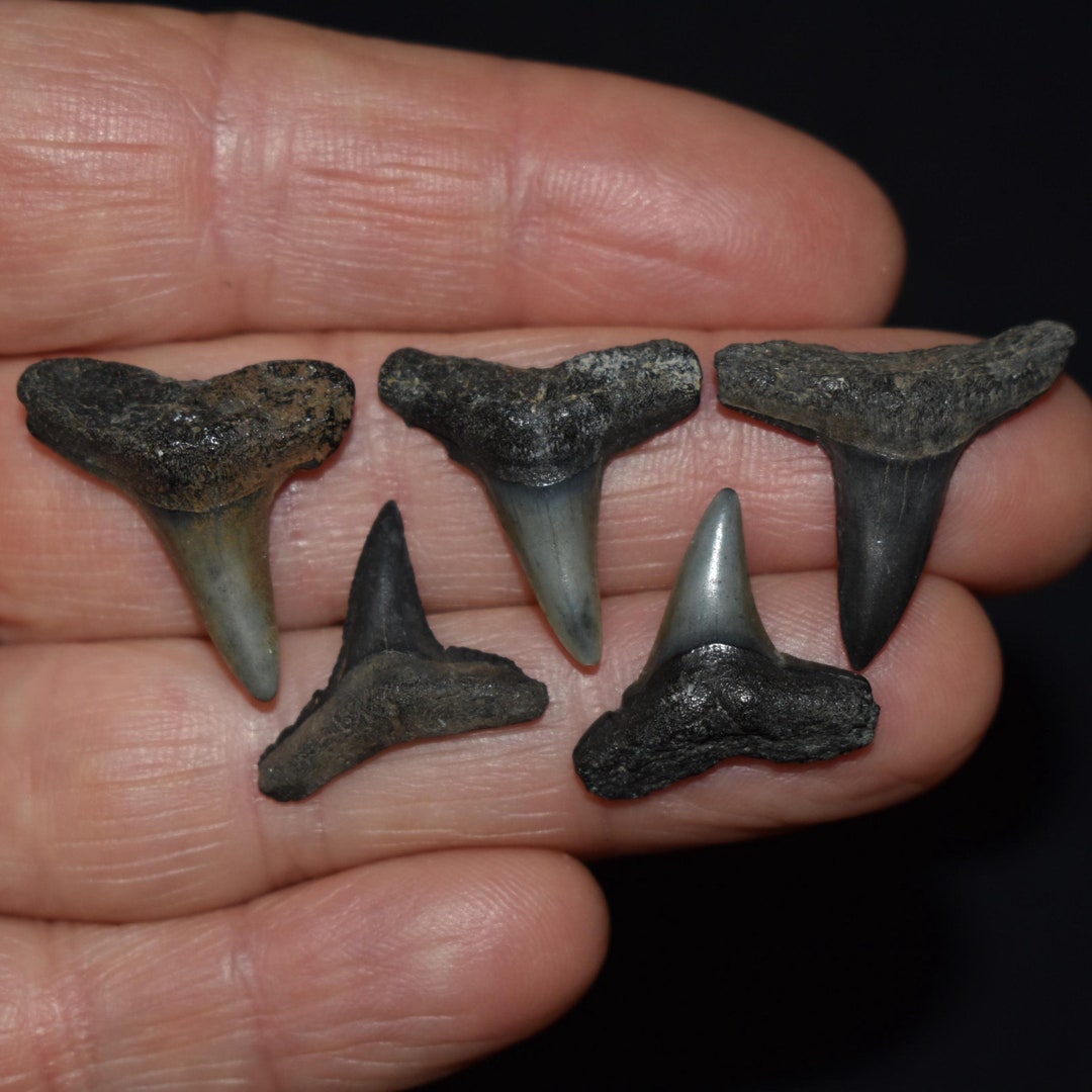 Excellent Set of Five Large Fossilized Lemon Shark Teeth - Etsy