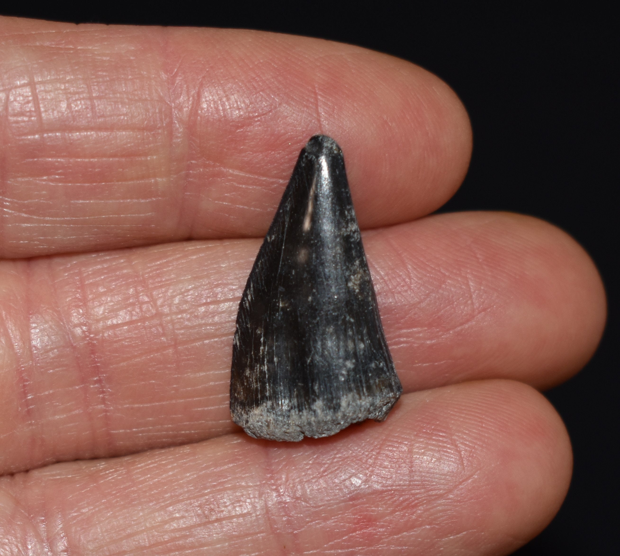 Barracuda Teeth Fossil