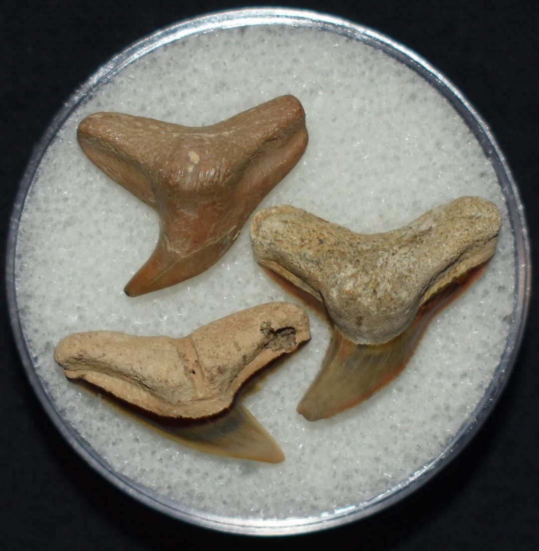Miocene Longtooth Tiger Shark Teeth Set of Three - 24 Million Years Old ...
