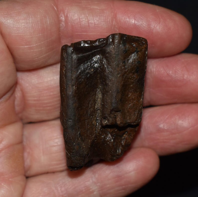 Fossilized Pleistocene Equus Horse Tooth - Florida Origin - Etsy