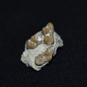 Exceptional and Rare Small Canid Teeth Hesperocyon Gregarius Oligocene ...