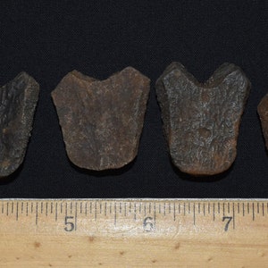 Set of Six Fossilized Turtle Shell Elements top Shell Pieces Miocene to ...