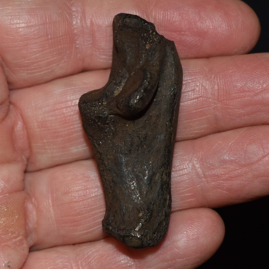 Pleistocene Canid Calcaneum Fossil - Florida Origin - Etsy