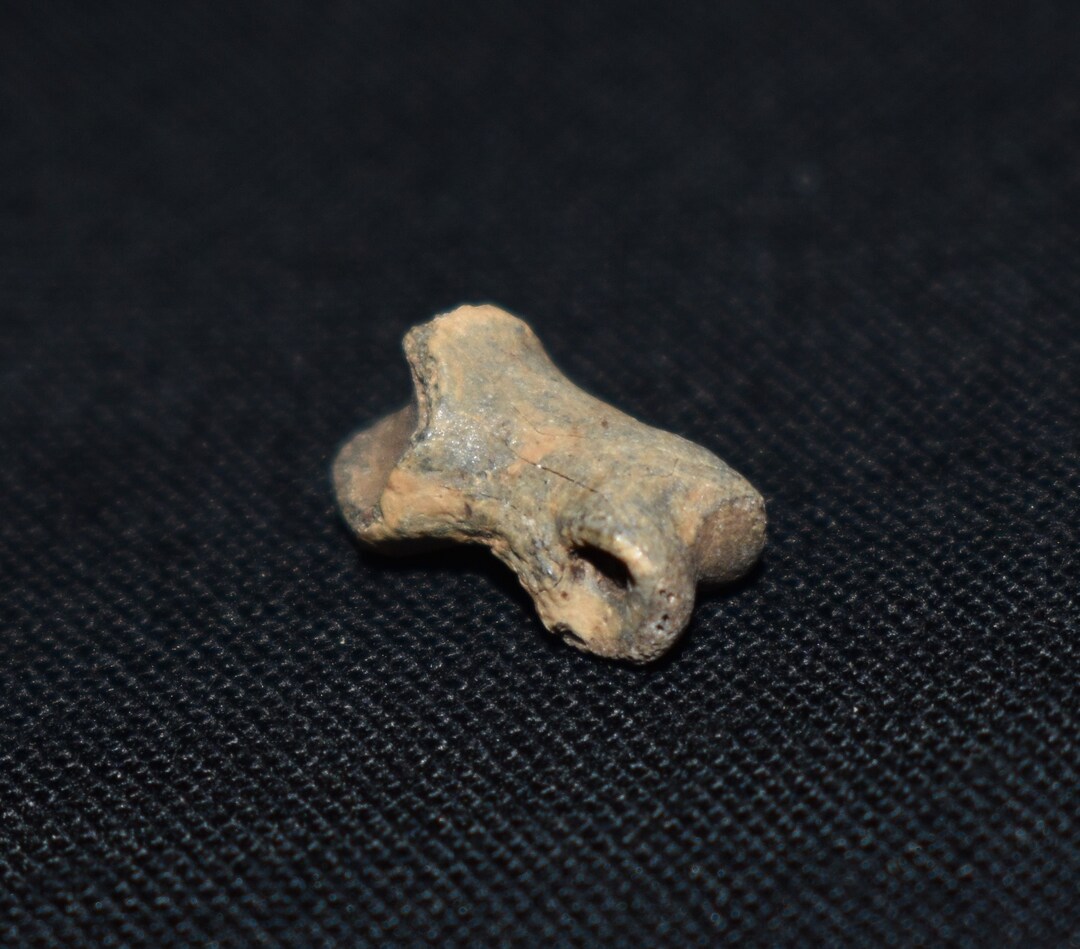 Pleistocene Fossilized Toe Bone - Florida Origin (3/8") - Etsy