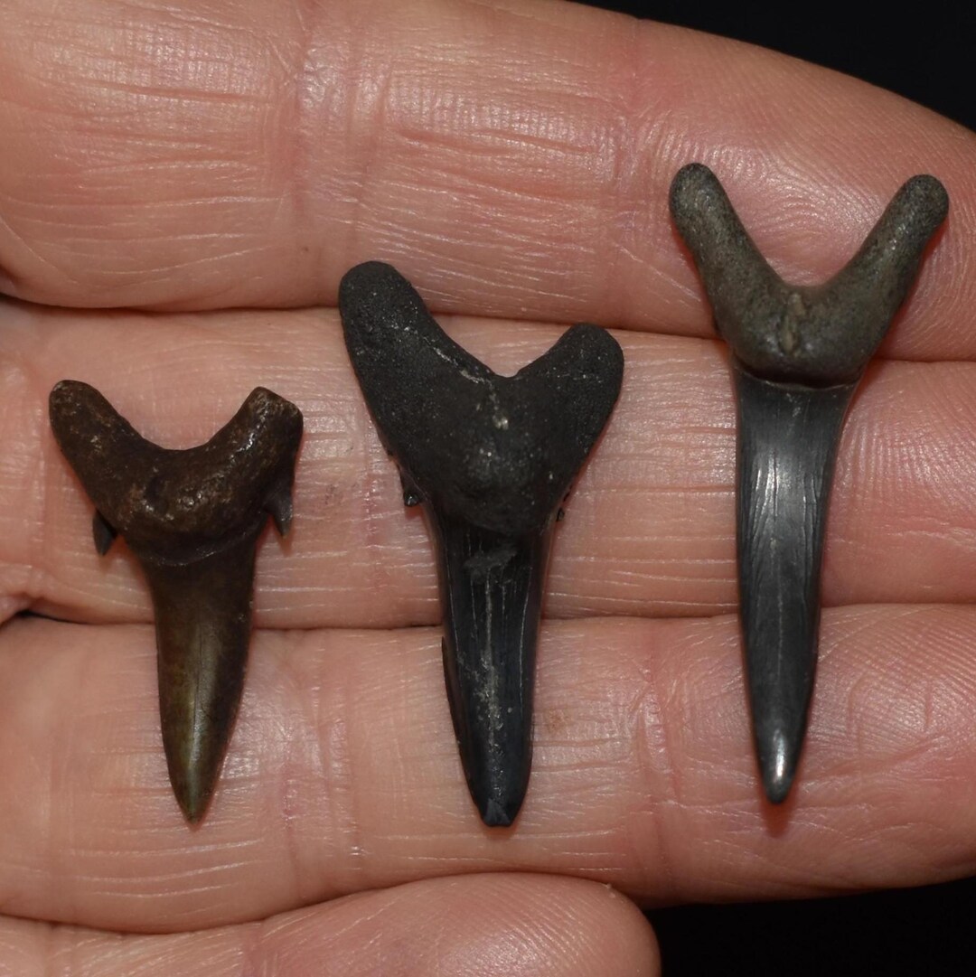 Set of Three Great Fossil Sand Tiger Shark Teeth - Etsy