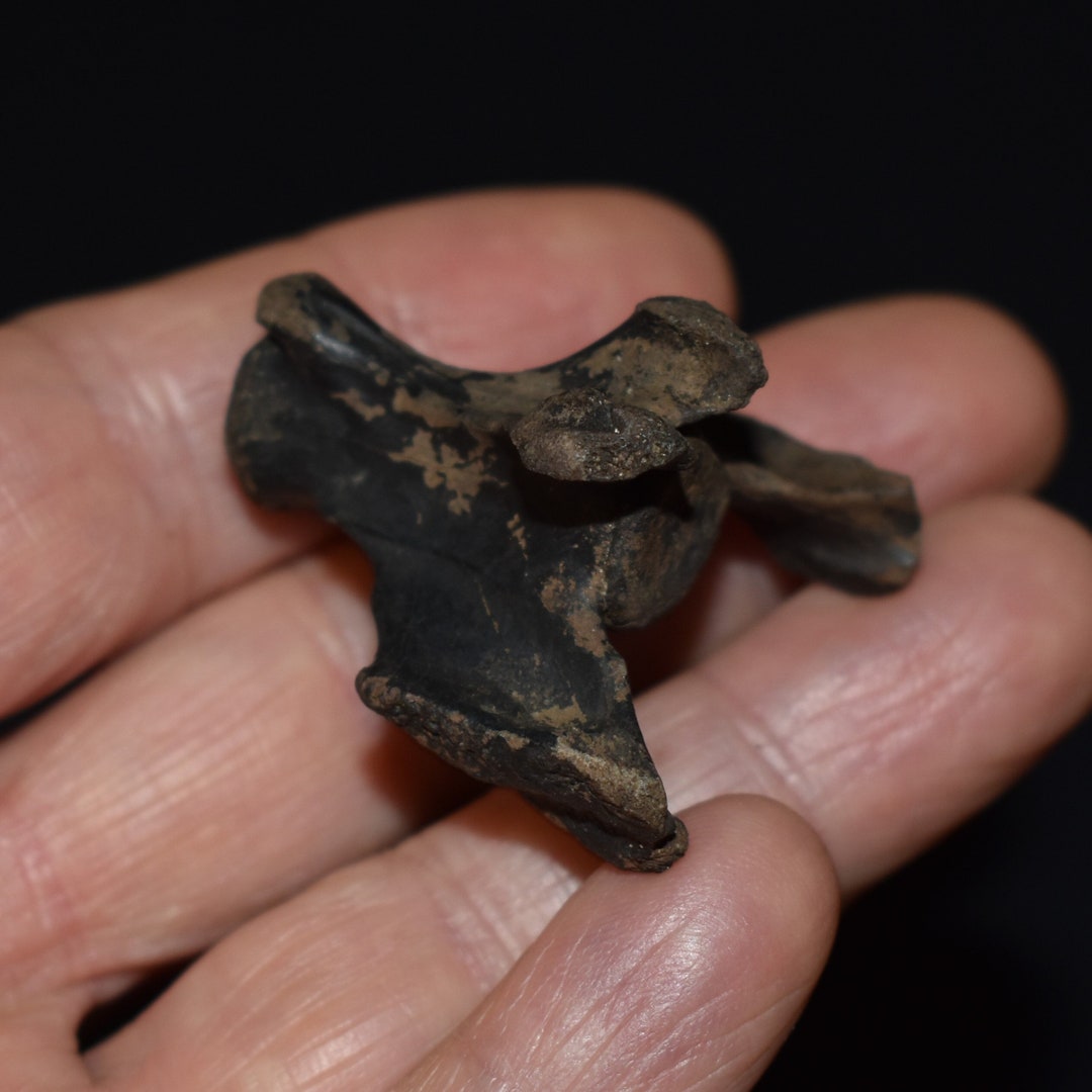 Exceptional Rare Intact Fossilized Armadillo Vertebra - Pleistocene ...