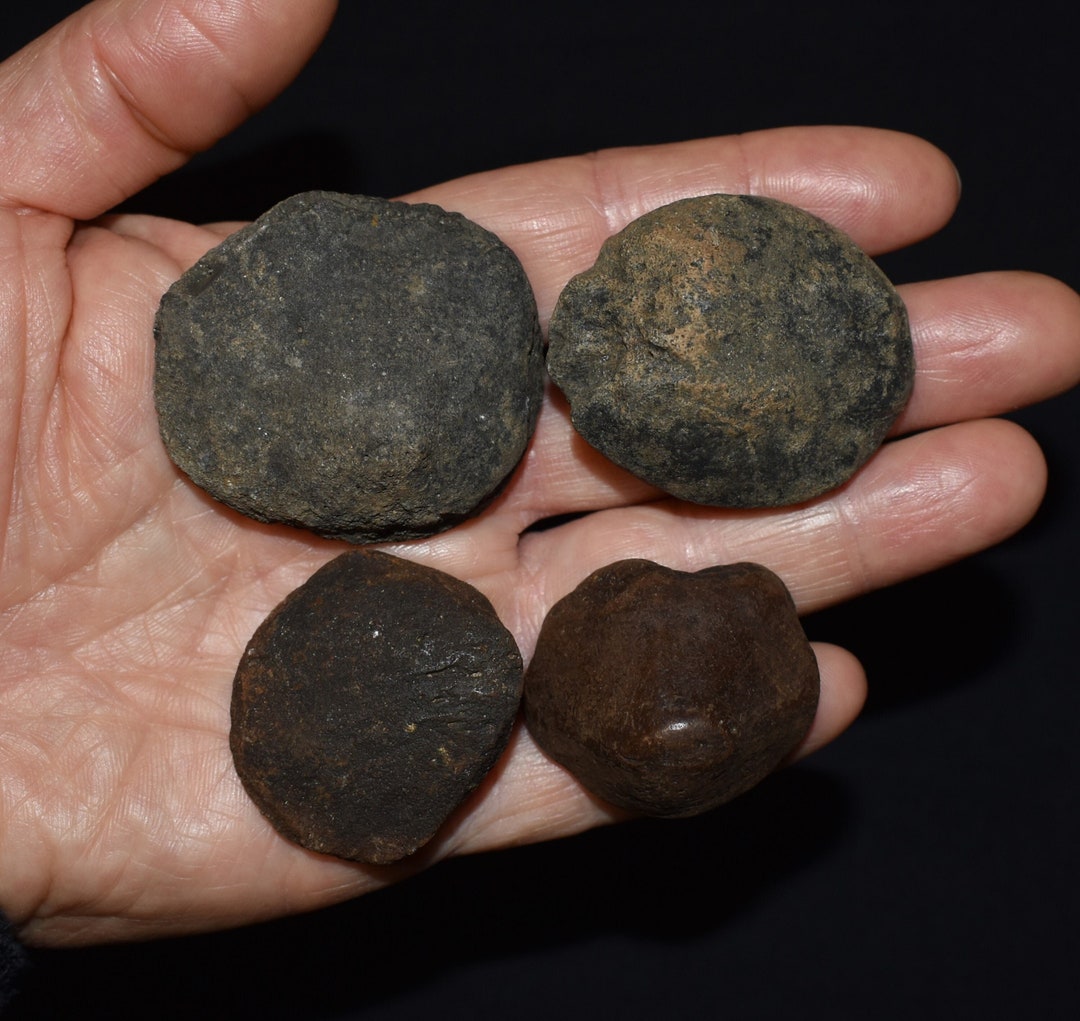 Four Large Extinct Giant Tortoise Osteoderms Pleistocene 10,000 - 1.8 ...