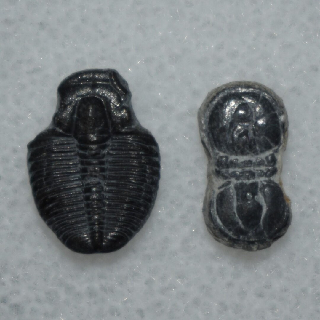 Mini Trilobite Fossil Pair: Elrathia Kingi & Peronopsis - Wheeler Shale ...
