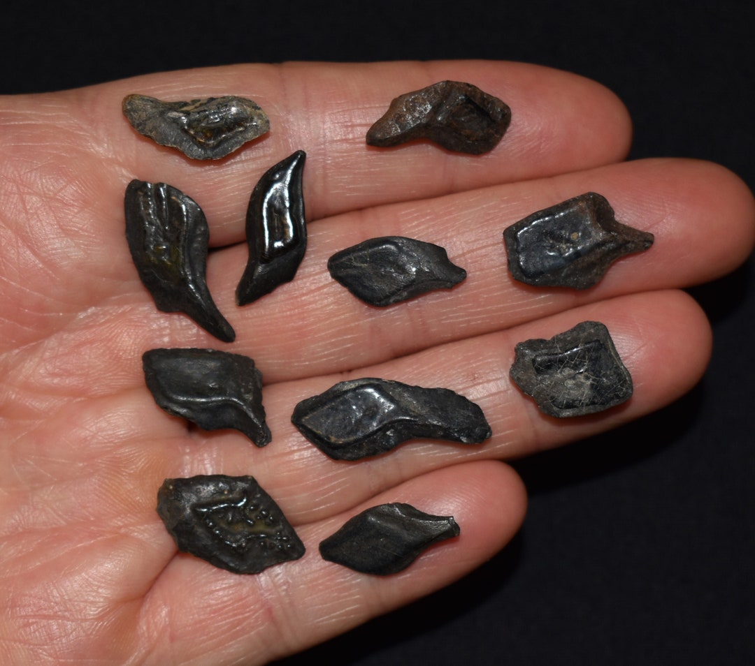 Group of 10 Small to Medium Sized Fossilized Gar Fish Scales ...