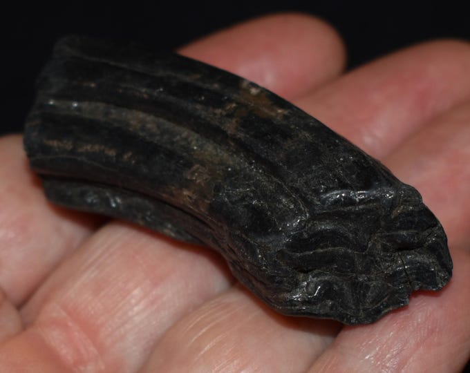 Fossilized Pleistocene Equus Horse Tooth - Florida Origin - Etsy