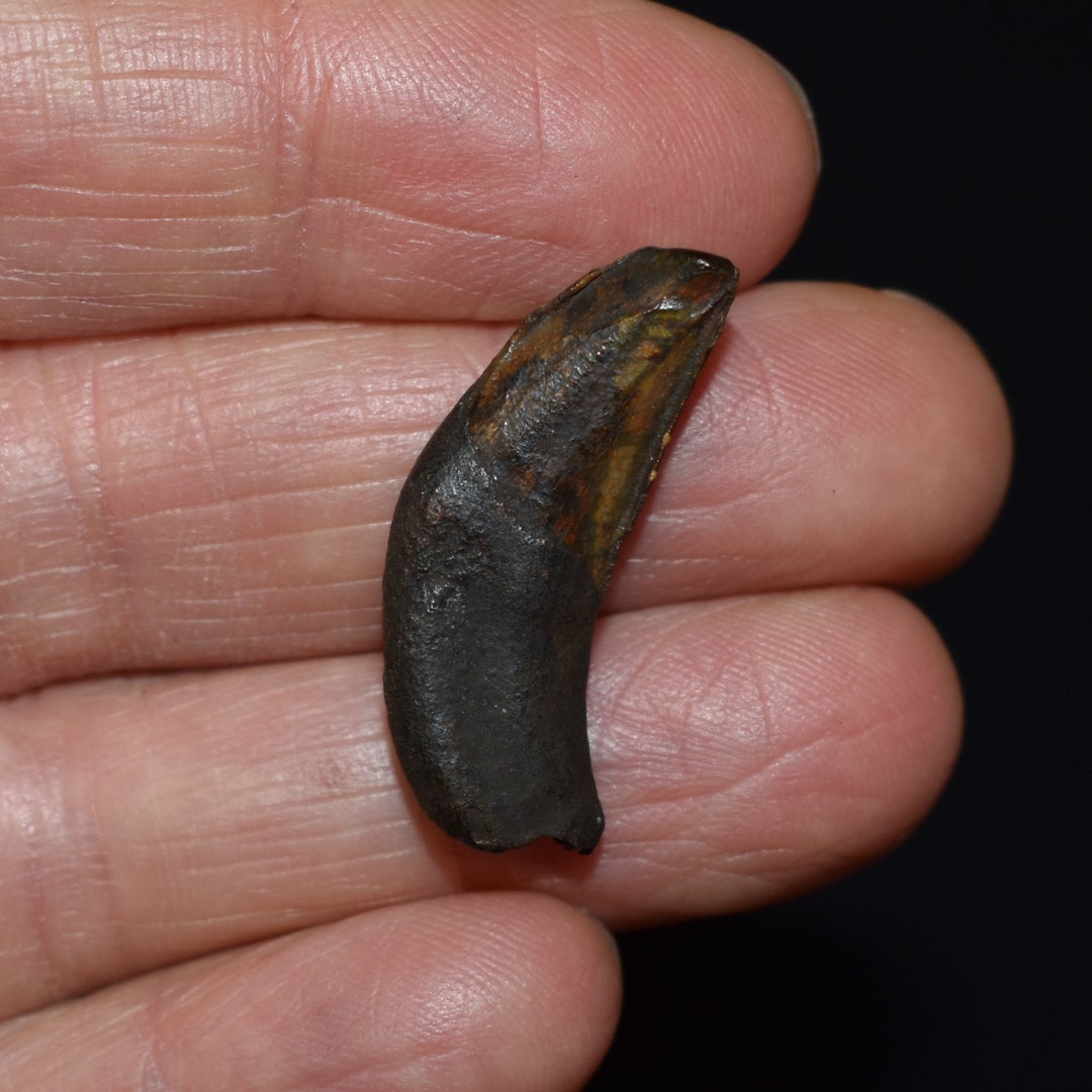 Unique Small Camelid Canine Tooth Pleistocene 10,000 1.8 Million Years ...