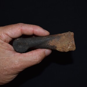 Large Fully Fossilized Camel Toe Bone Pleistocene 10,000 1.8 Million ...