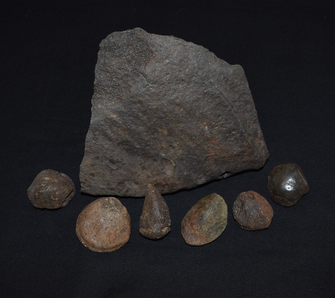 Rare Large Shell Section From an Extinct Giant Tortoise (w/ 5 ...