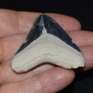 Cool Authentic Fossilized Small Megalodon Shark Tooth - Bone Valley ...