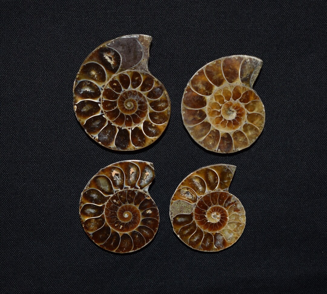 Group of Four Sliced Polished Small Ammonite Halves - Etsy