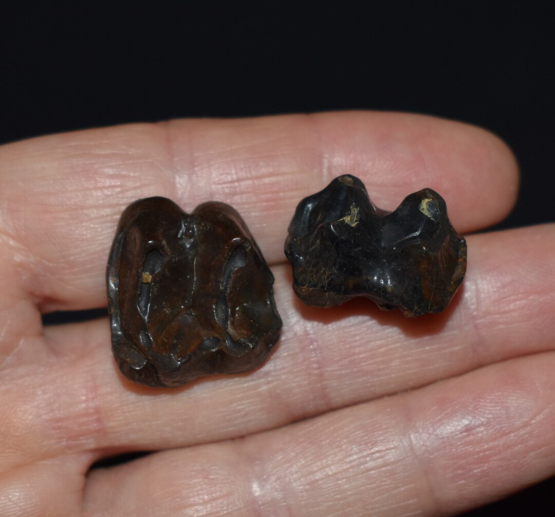 Excellent Pair of Fossilized Tapir Teeth Upper and Lower - Pleistocene ...