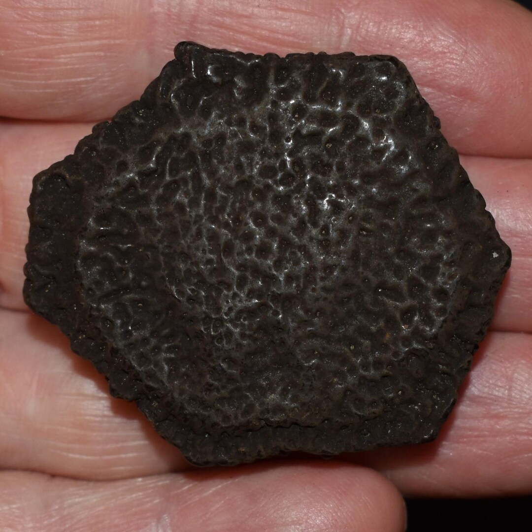 Fossilized Giant Armadillo Scute: Dark Chocolate Pleistocene Relic - Etsy