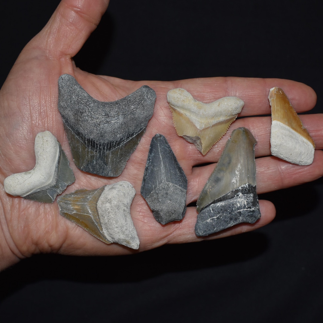 Group of Seven Authentic Fossilized Partial Small Megalodon Shark Teeth ...