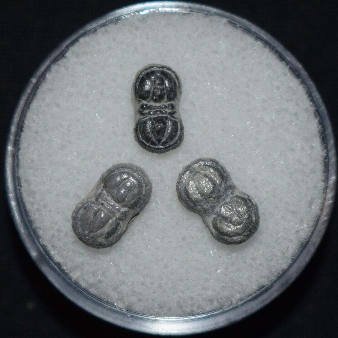Set of Three Mini Peronopsis Trilobites in Gem Jar - Etsy