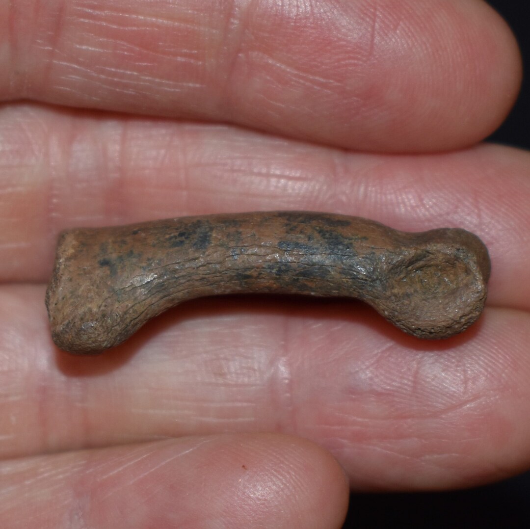 Excellent Rare Large Raptor Toe Bone - Pleistocene 10,000 - 1.8 Million ...