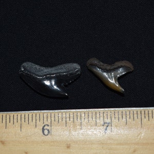 Excellent Pair of Fossil Tiger Shark Teeth 13/16, 15/16 Longtooth Tiger ...