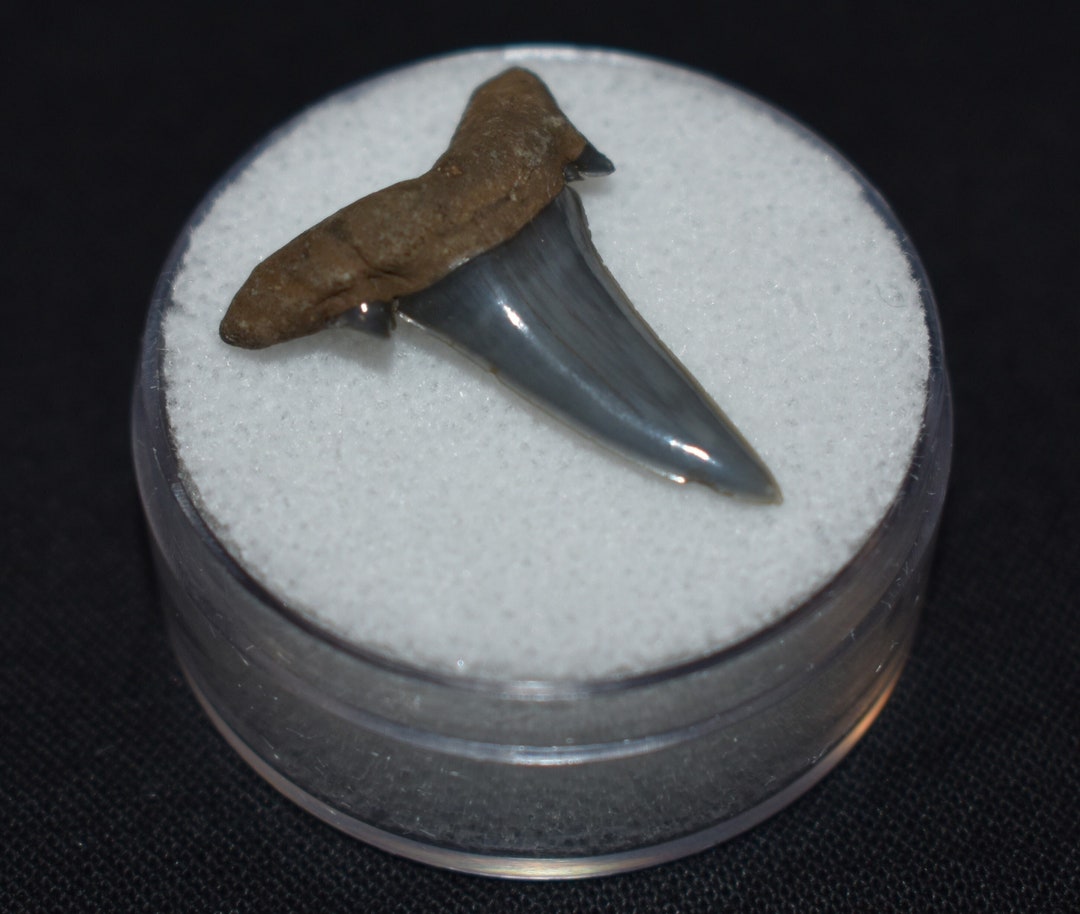 Excellent Glossy Bluish Grey 1" Extinct Mackerel Shark Tooth With Side ...