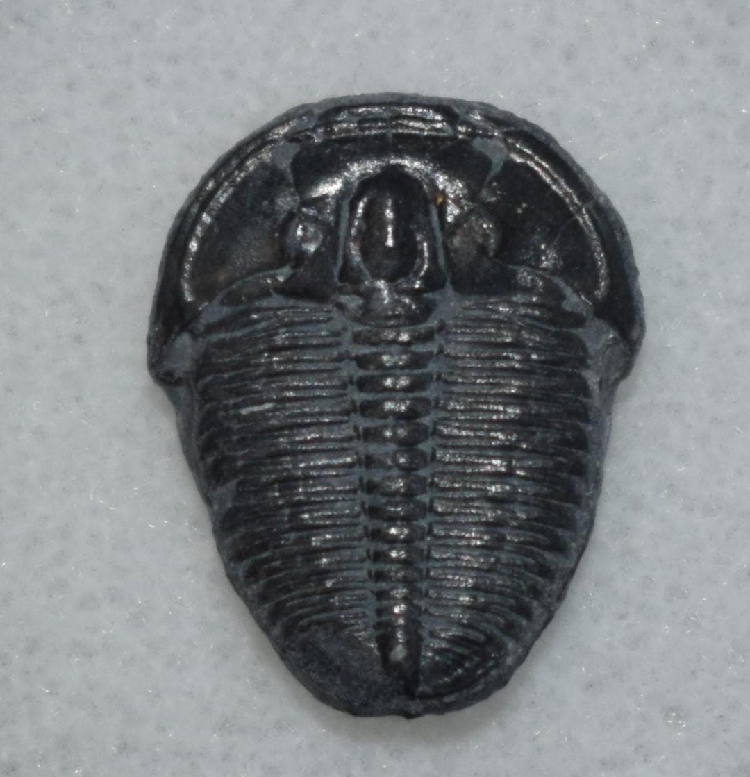 Beautiful Small Trilobite Elrathia Kingi in Gem Jar! - Etsy