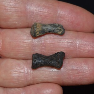 Great Bargain Pair of Small Fossil Toe Bones - Pleistocene 10,000 - 1.8 ...