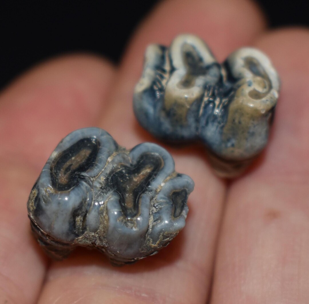 Pair of Beautiful Fossilized Pleistocene Manatee Teeth 10,000 - 1.8 ...