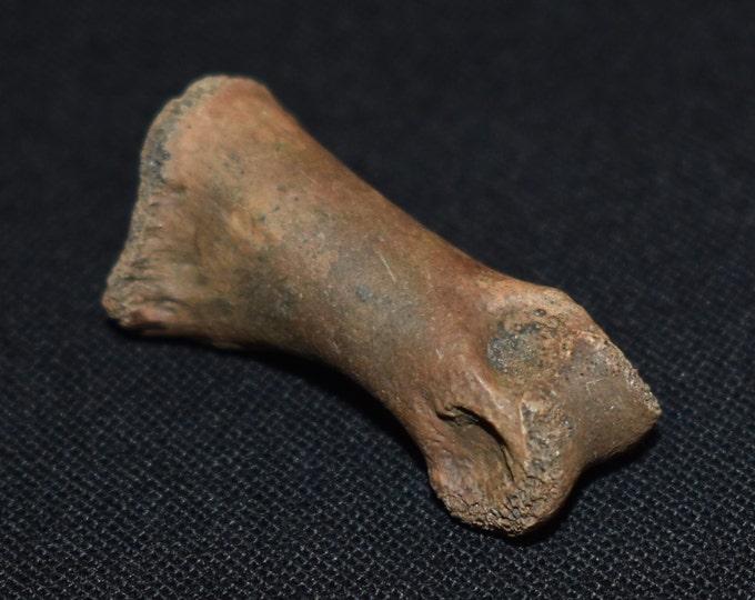 Exceptional Alligator Fossil Toe Bone - Pleistocene 10,000 - 1.8 ...