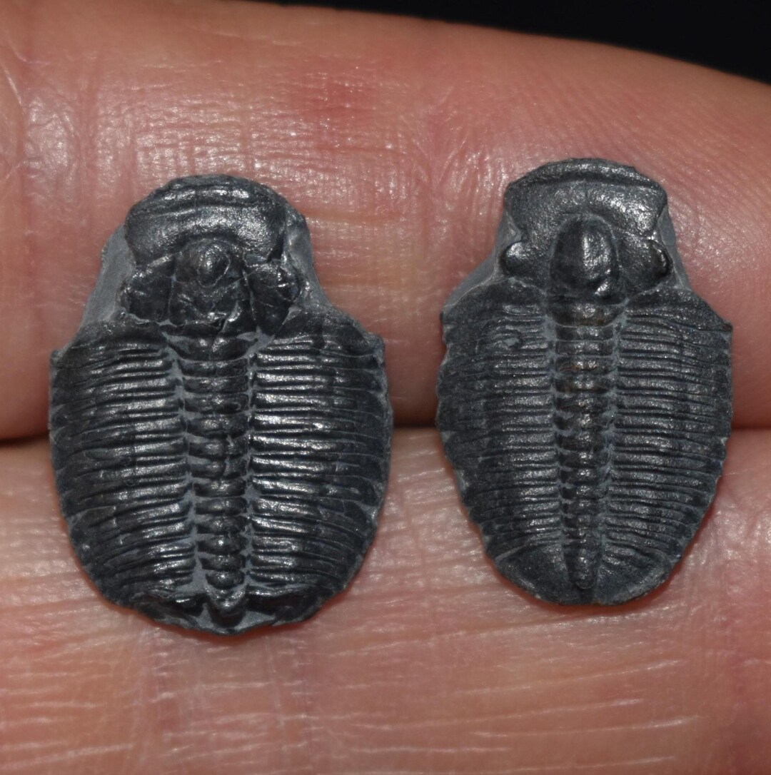 Beautiful Pair of Small Trilobites Elrathia Kingi - Etsy