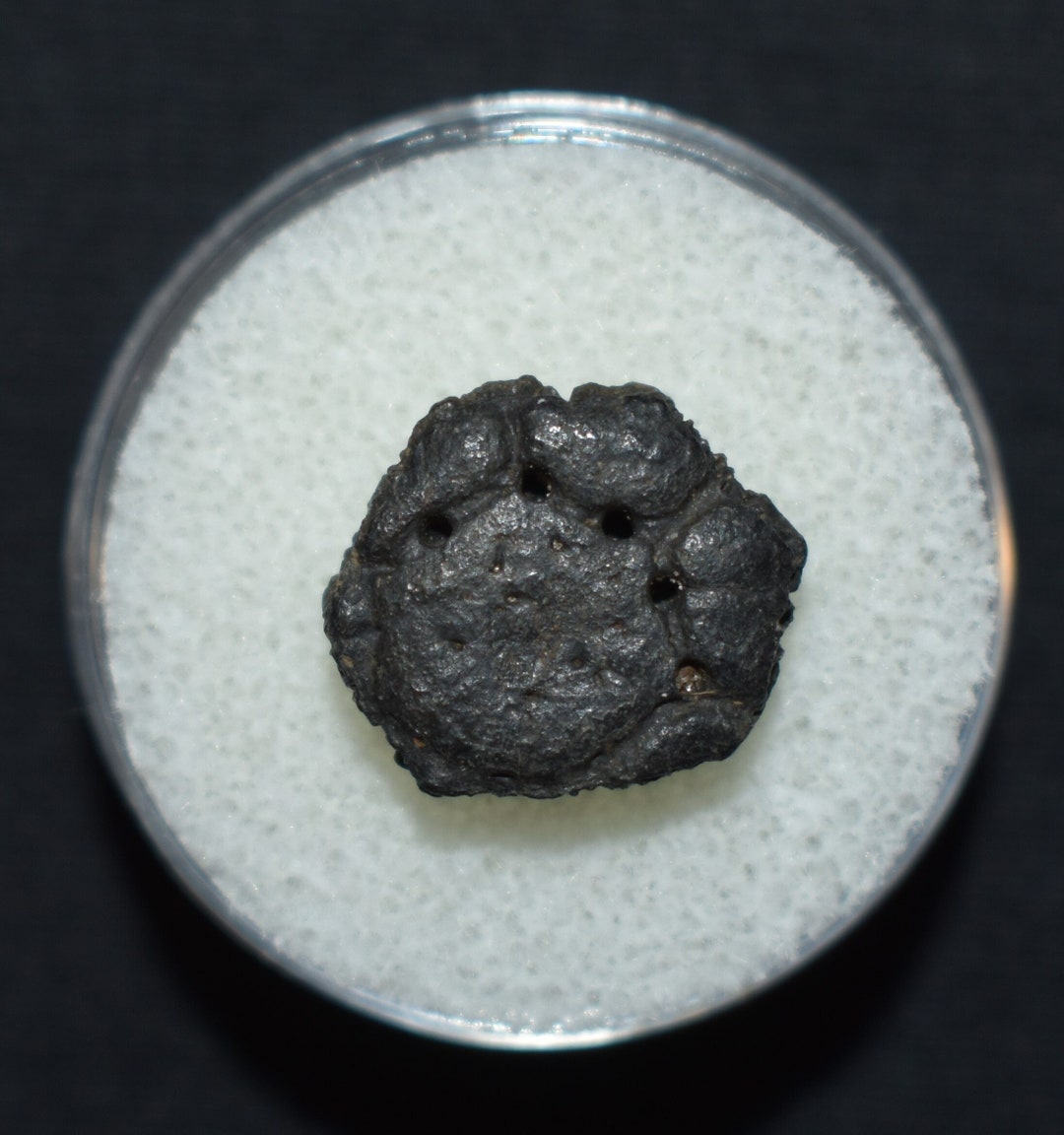 Excellent Small Fossilized Armadillo Scutes - Dasypus Bellus in Gem Jar ...