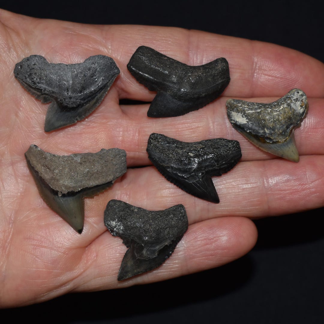 Miocene Fossil Tiger Shark Teeth Set - Florida Origin - Etsy UK