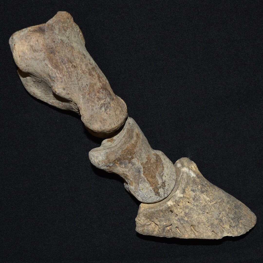 Cool Set of Bison Phalanges and Hoof Core - Etsy