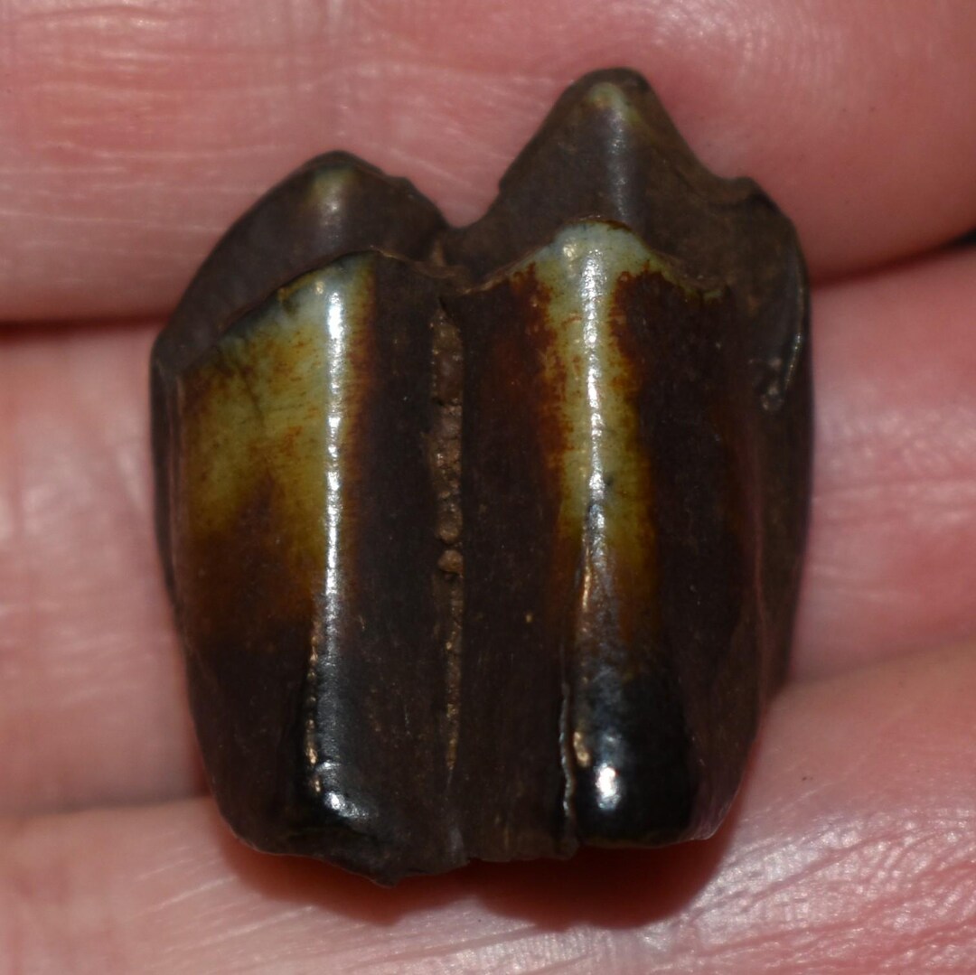 Glossy Fossil Camelid Tooth: Pleistocene Era Artifact - Etsy