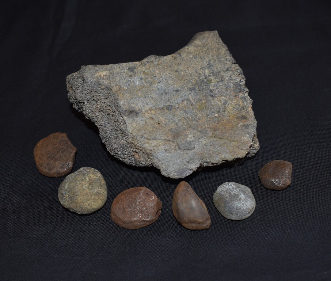 Shell Section From an Extinct Giant Tortoise (w/ 5 Osteoderms and 1 ...