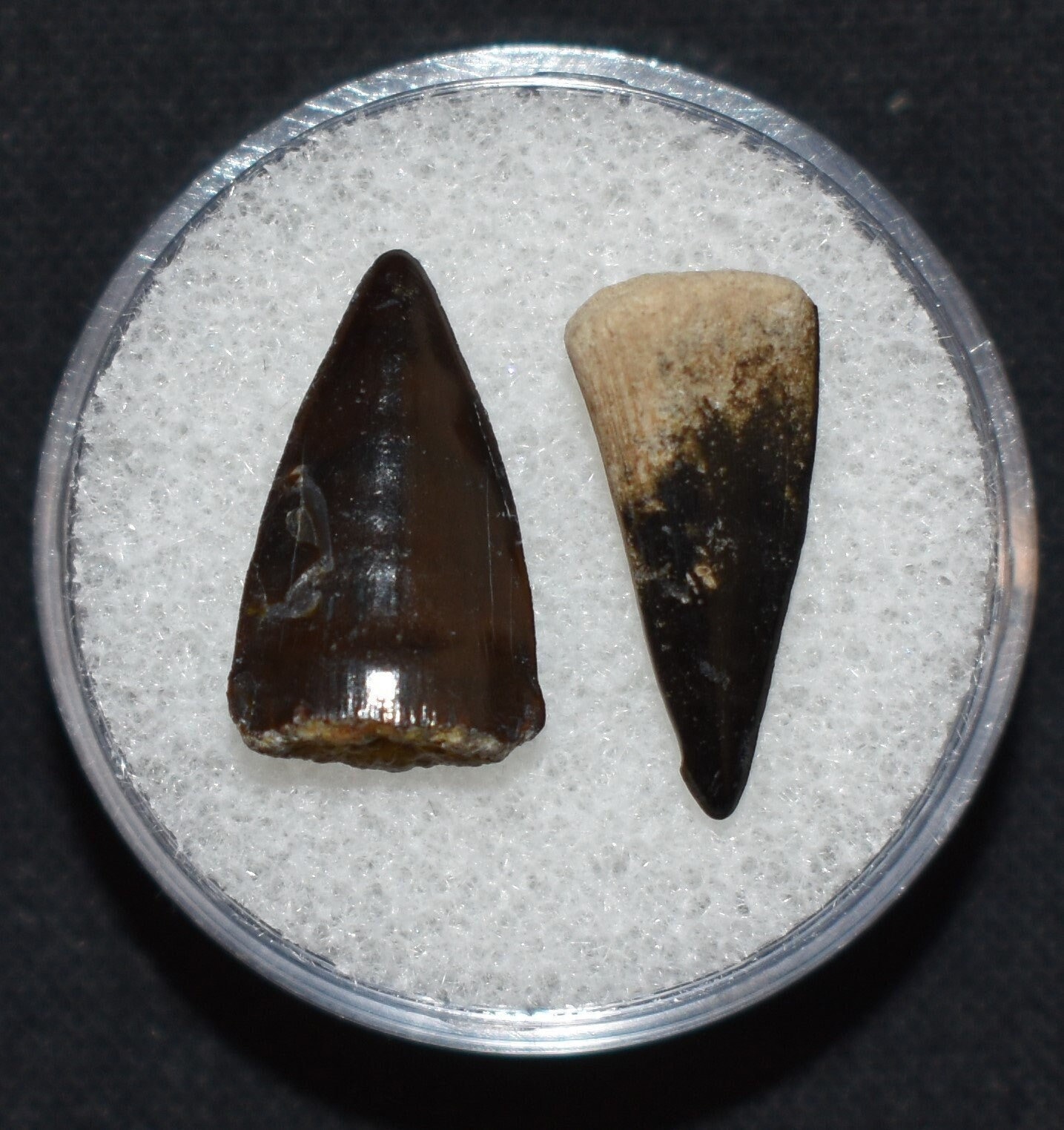 Barracuda Teeth Fossil